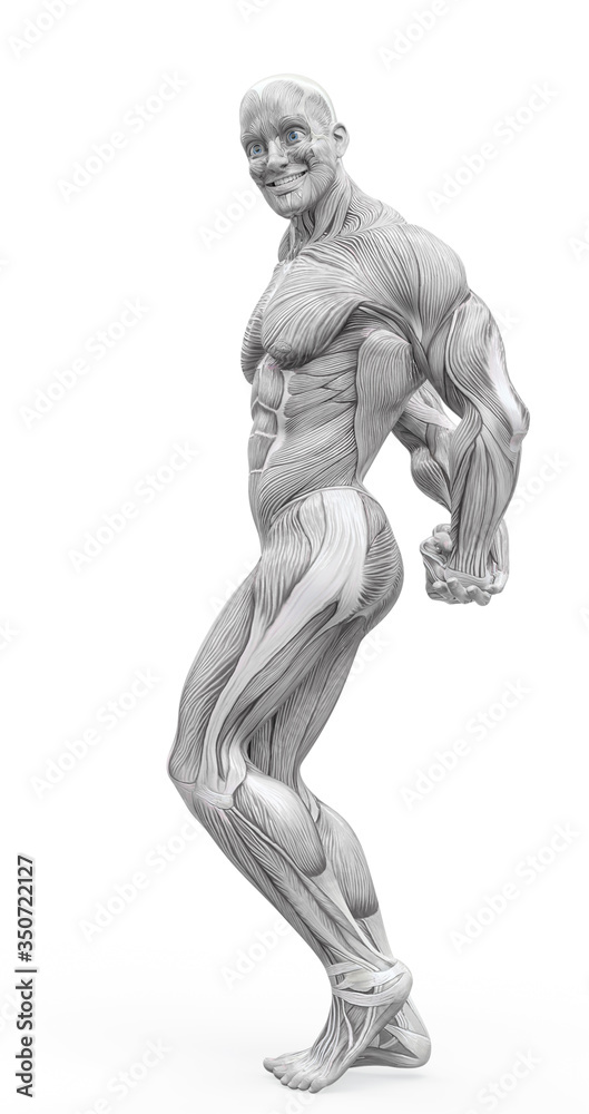 muscleman anatomy heroic body doing a bodybuilder pose eight in white ...