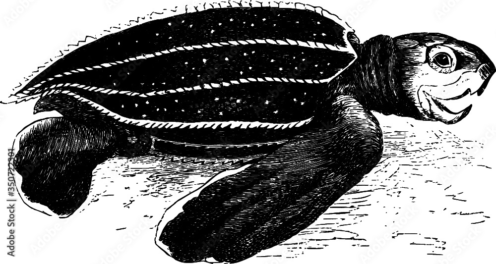 Old drawing of a Leatherback Sea Turtle Stock Vector | Adobe Stock