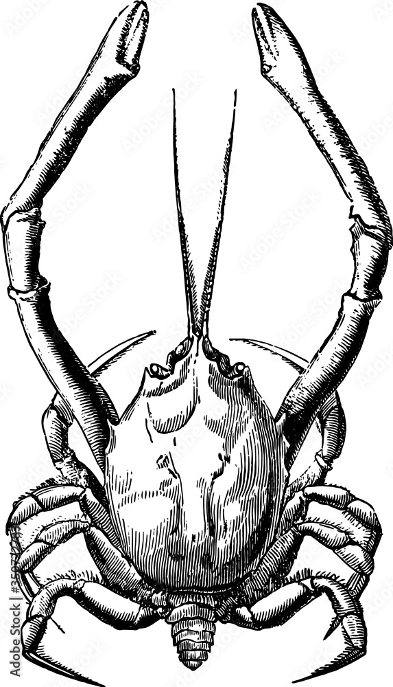 Artists Sketch of a Long Arm Crab Stock Vector | Adobe Stock