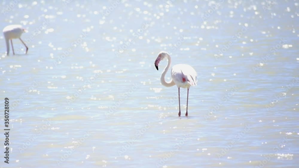 Stockvideon Group of Phoenicopterus rubers commonly known as Greater ...