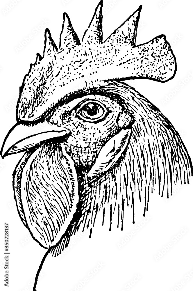 Vector Sketch of a Rooster Face Stock Vector | Adobe Stock