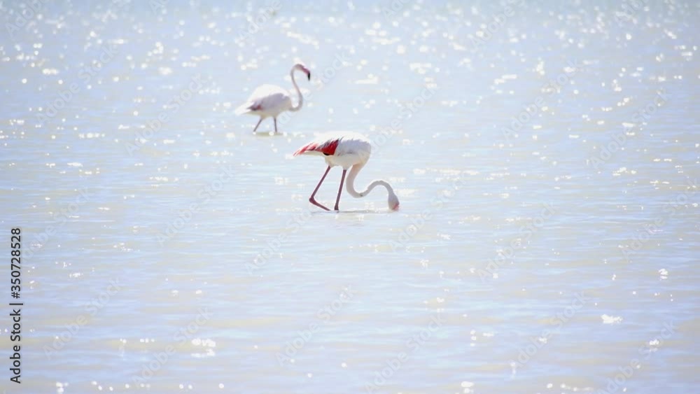 Group of Phoenicopterus rubers commonly known as Greater Flamingos ...