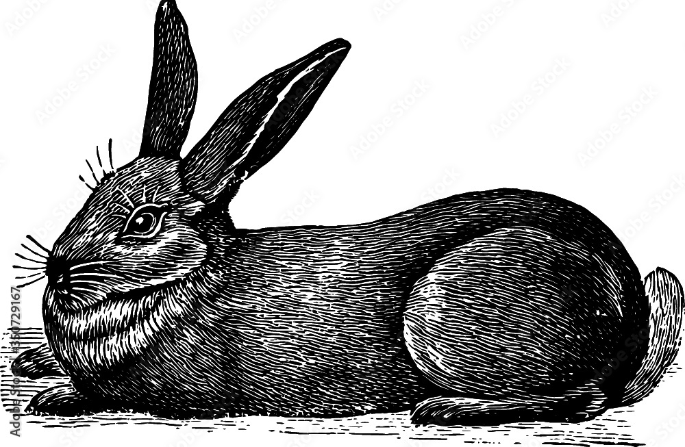 Old drawing of a Sitting Rabbit Stock Vector | Adobe Stock