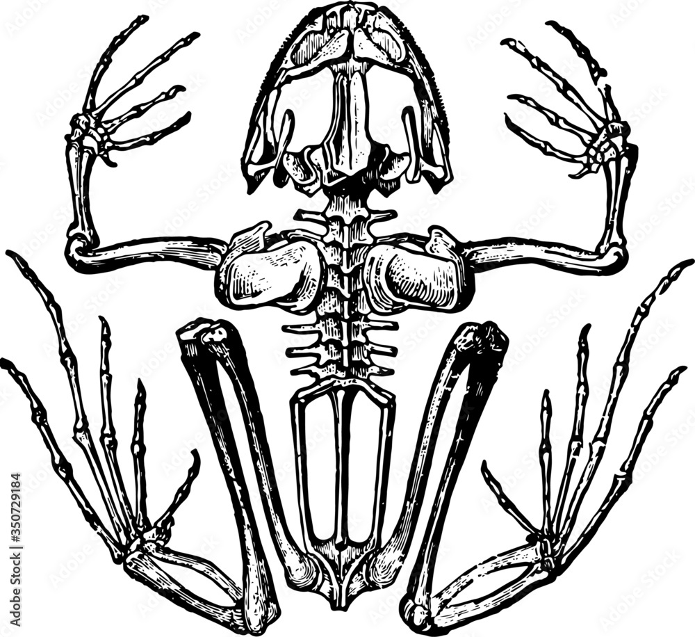 Vector Drawing of the Skeleton Of A Frog Stock Vector | Adobe Stock