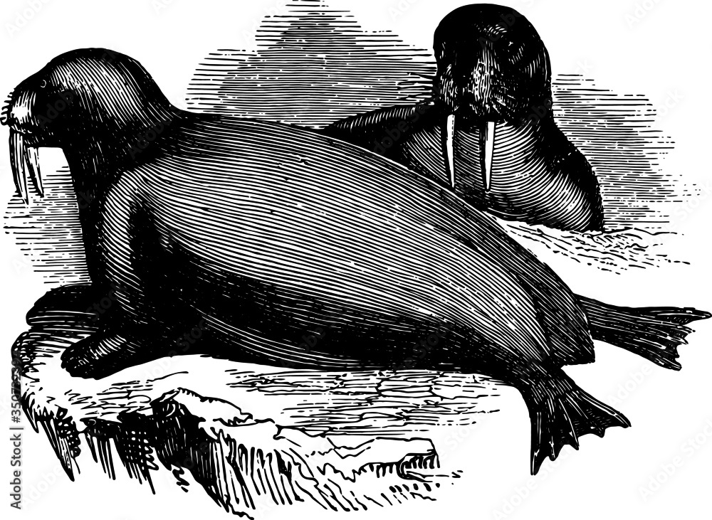 Vintage Artists drawing of a Walruses, Vector Drawing of a engraving ...