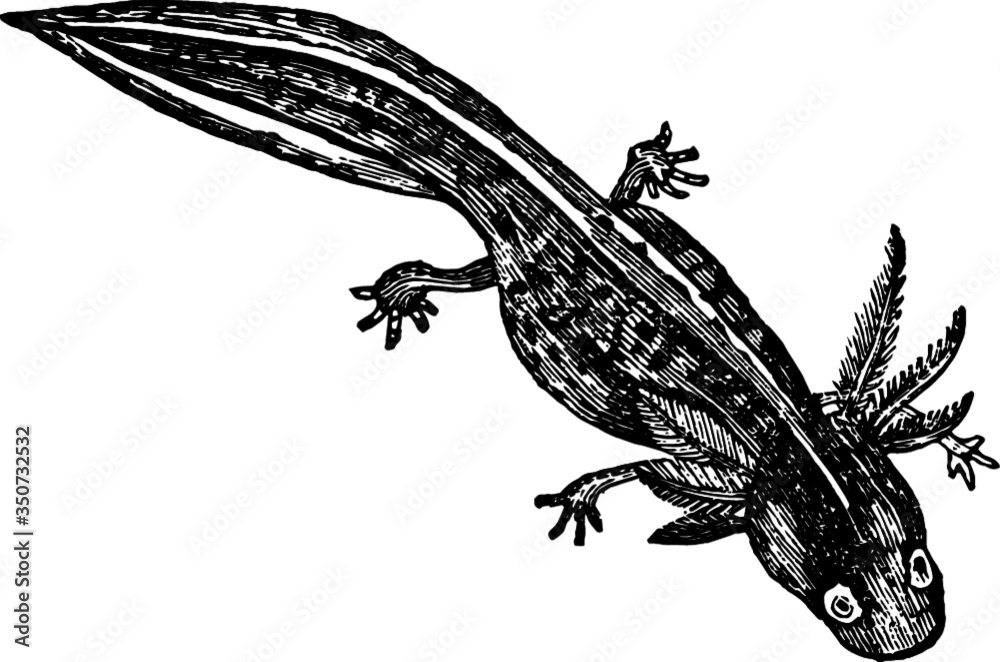 Hand Drawn illustration of a Water Newt Tadpole, Vector Drawing of a ...