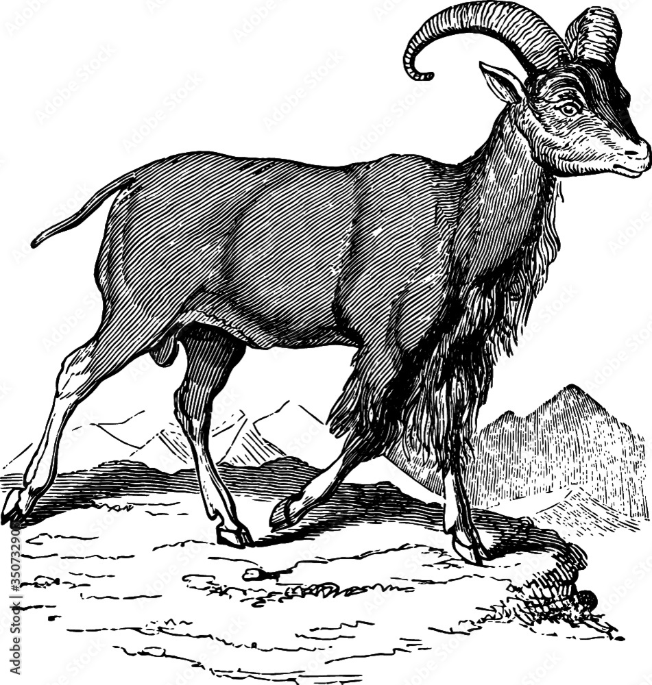 Vintage Drawing of a Wild Mountain Goat, Vector Drawing of a engraving ...