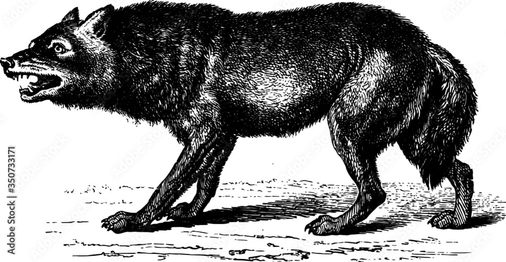 Old Drawing of a Wolf, Vector Drawing of a engraving from the 19th ...