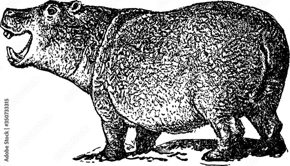 Drawing of a Yawning Hippo, Vector Drawing of a engraving from the 19th ...