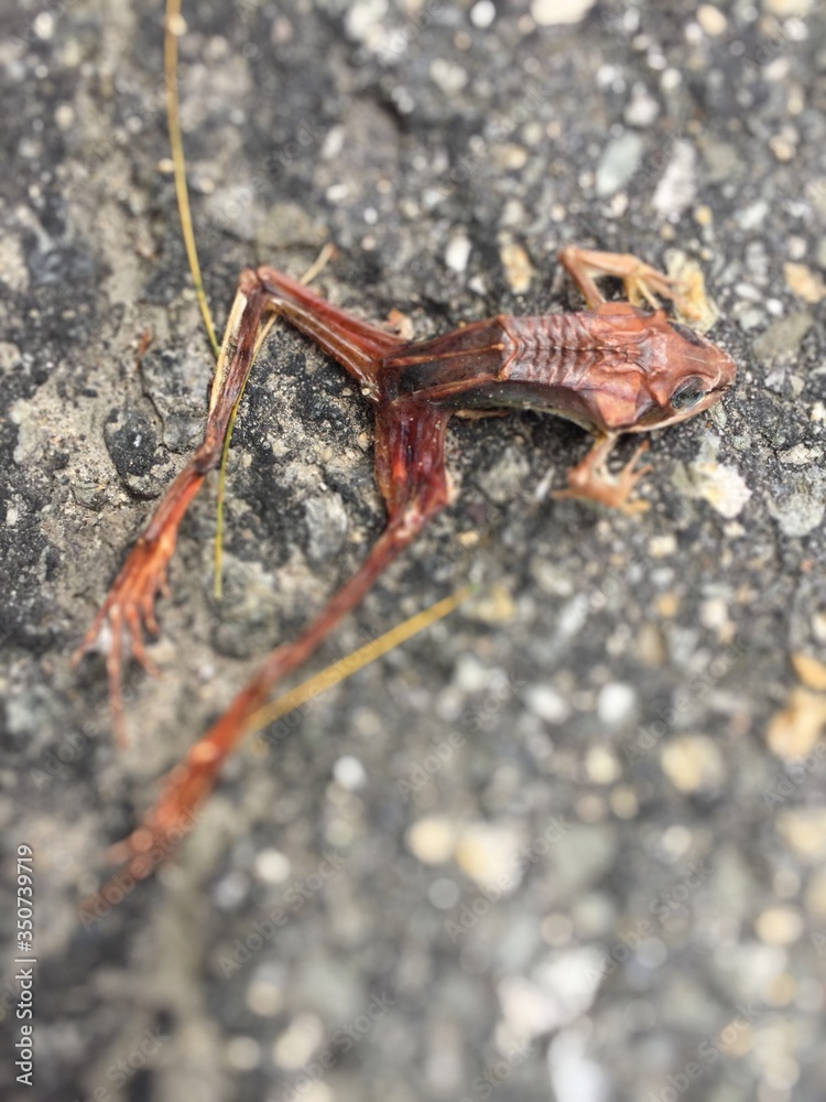Toad / Frog, flat, run over by car dead carcass dried in the asphalt ...