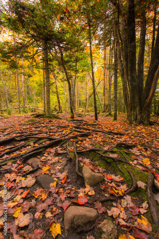 Dense autumn fall foliage colors in the middle of a green habitation ...