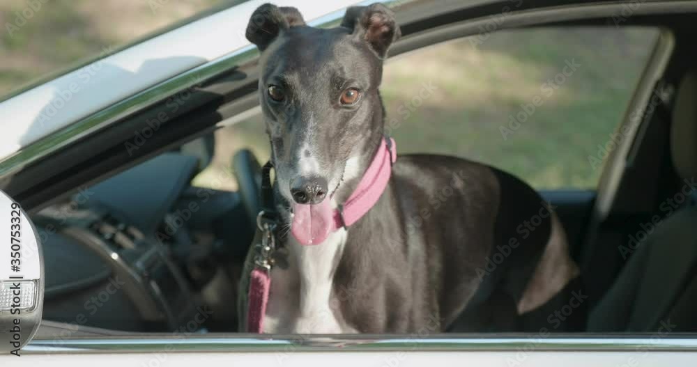 A sweet black greyhound sitting in the front seat of a car looks out ...