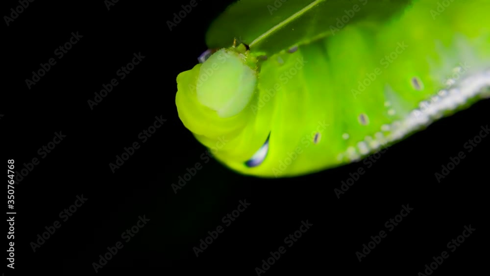 Larva of the Oleander Hawk Moth, or The Gardinia Hawk Moth.,Black ...