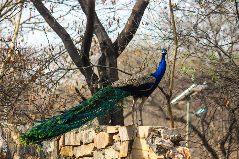 Pavo is a genus of two species in the pheasant family. The two species ...