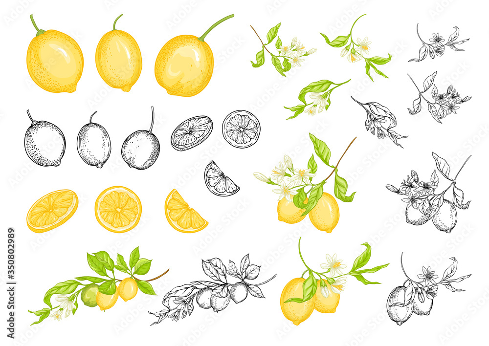 Lemon tree branch with lemons, flowers and leaves. Element for design ...