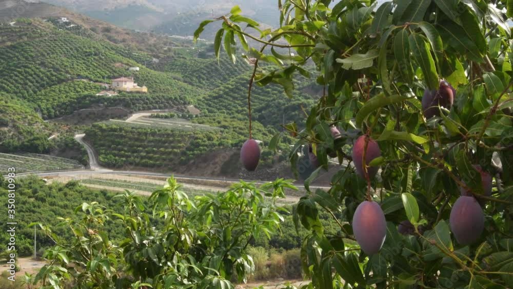 Mango fruit in a mango tree with agricultural plantations at background ...
