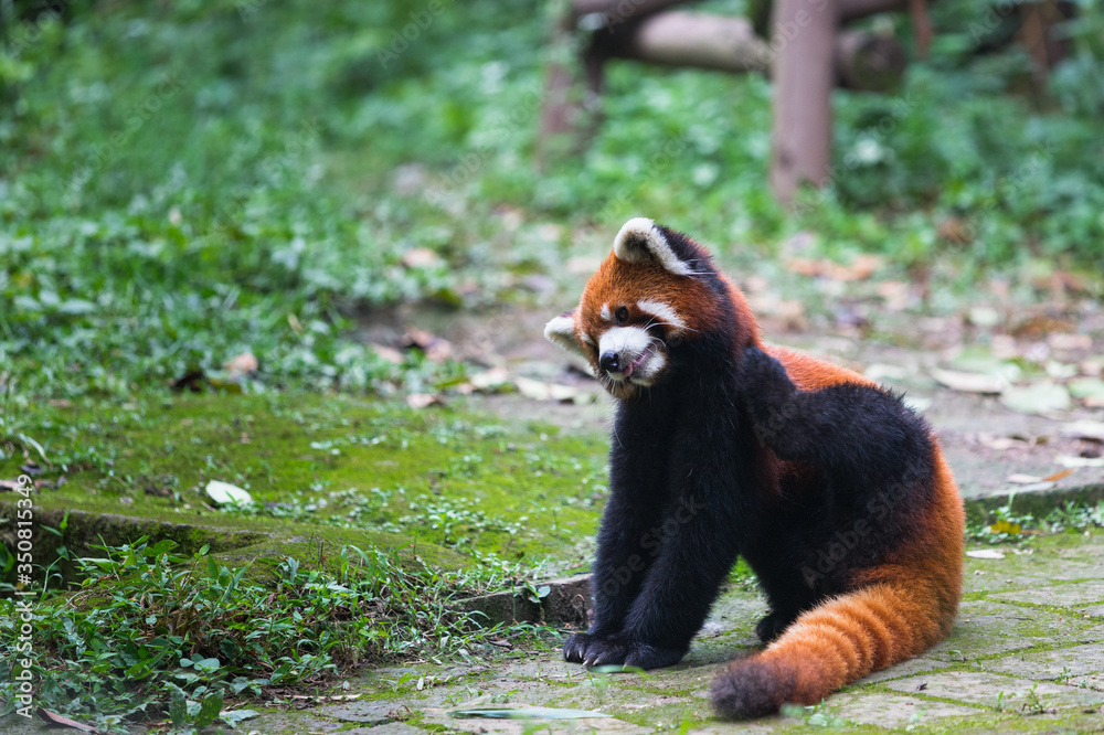 Red panda (lesser panda) posing with tongue out in Research Base of ...