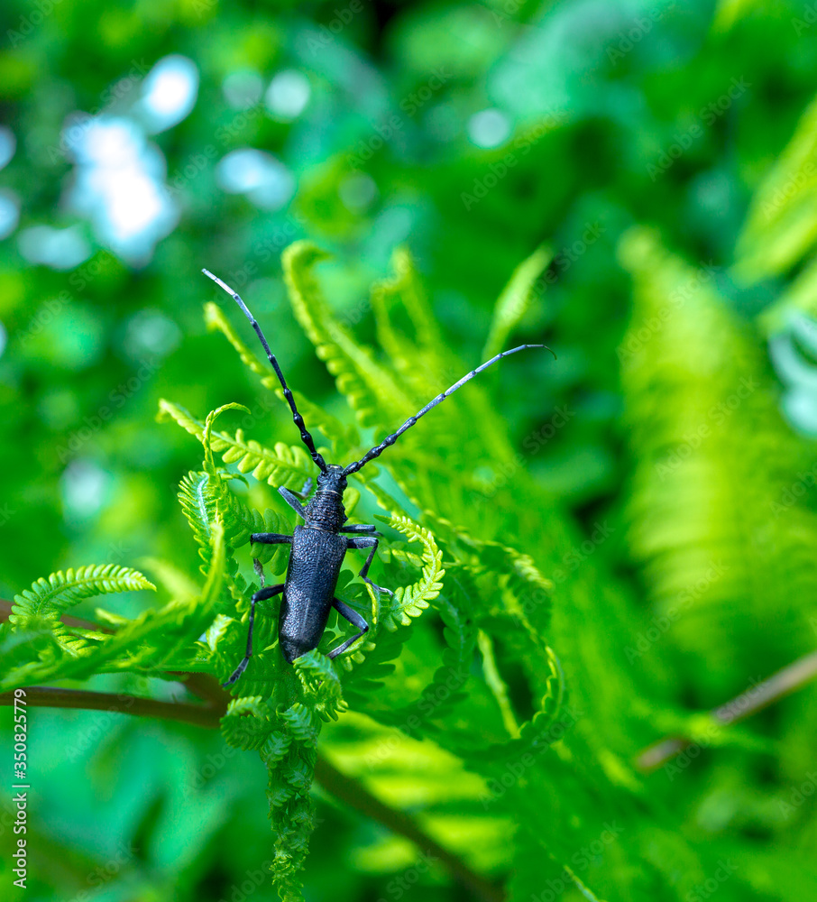 Cerambyx cerdo, commonly known as the great capricorn beetle, is a ...