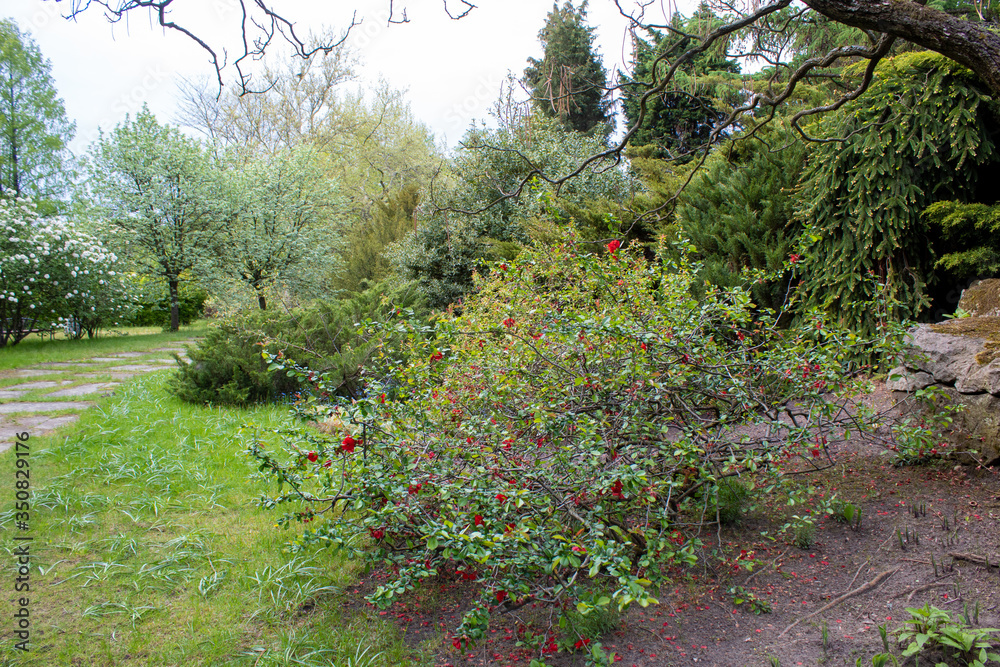 Alpine slide in landscape design. Alpine plants and bushes in the Lodz ...