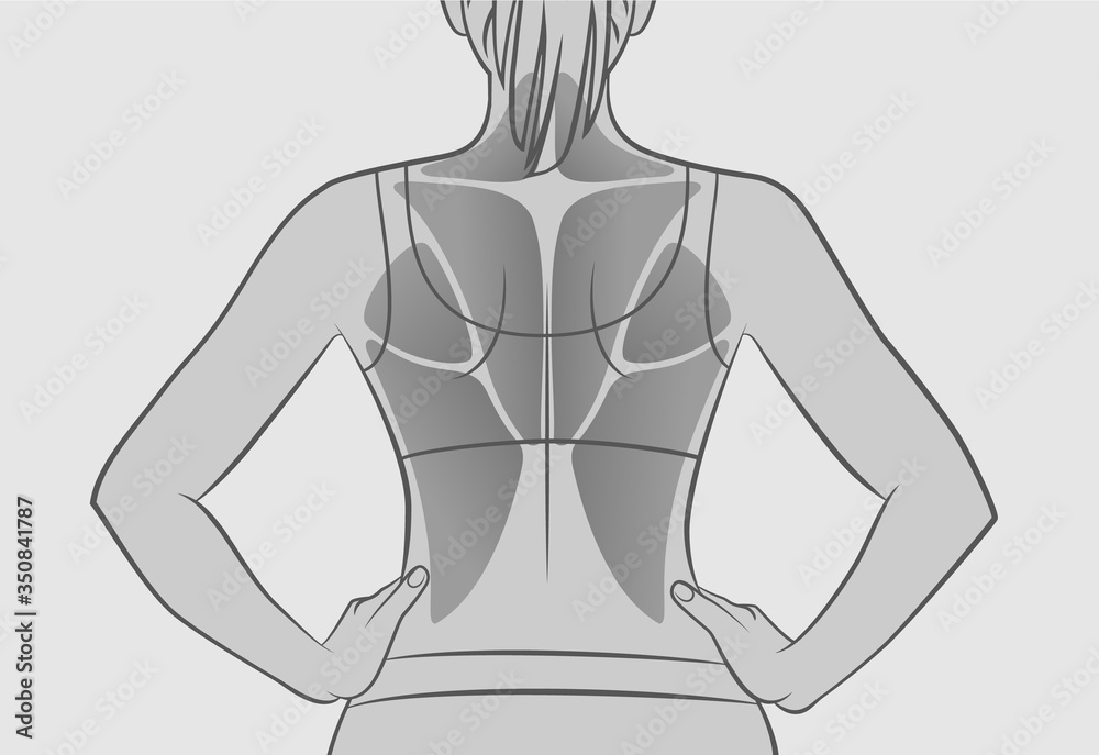 Exercises for the back muscles. The muscles of the back. Silhouette of ...