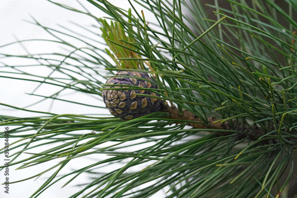 The purple cone of the swiss stone pine, pinus cembra, in spring Stock ...