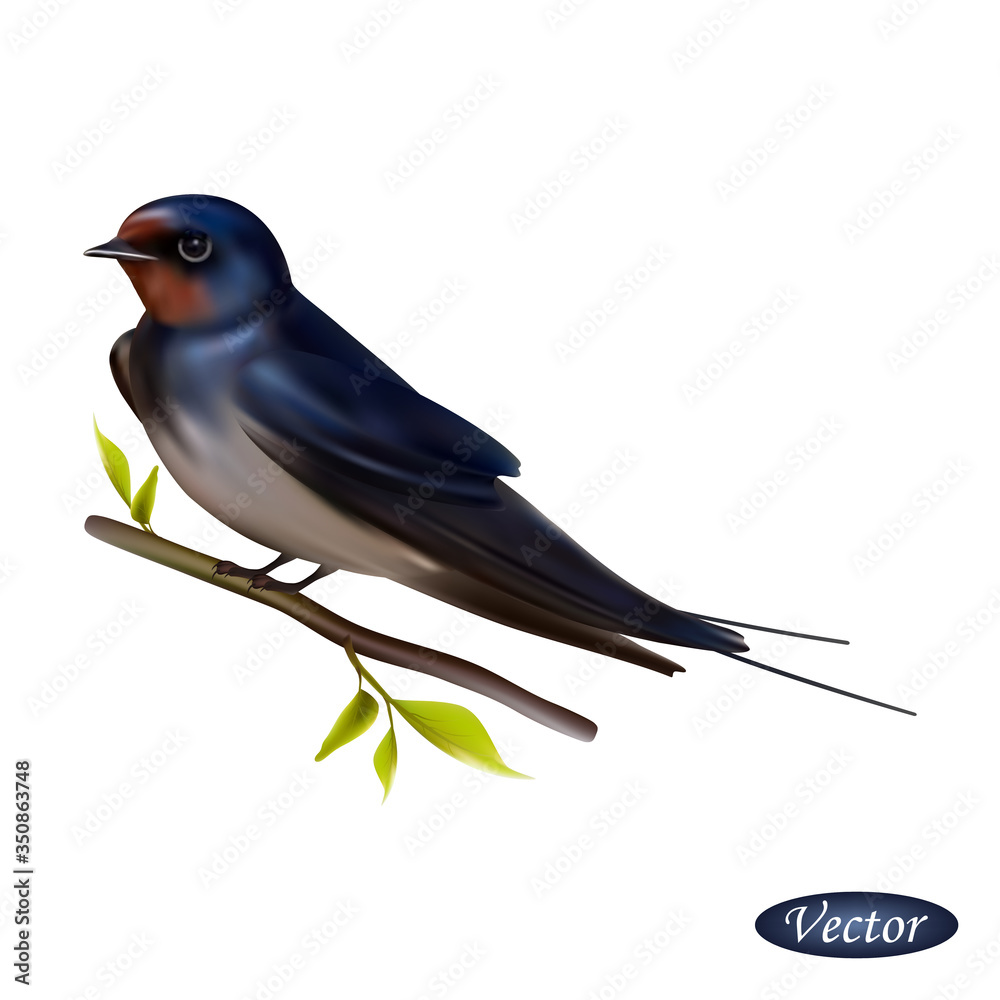 Swallow bird isolated on a white background. Realistic Hirundo rustica ...