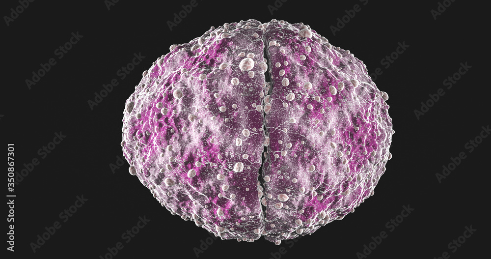 Science Photo of bacteria A diplococcus is a round bacterium that ...