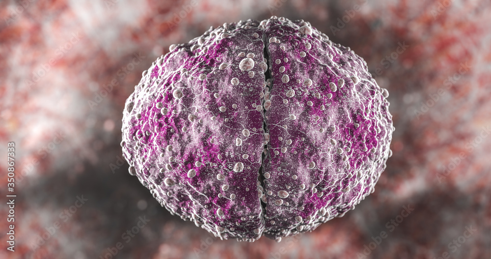 Science Photo of bacteria A diplococcus is a round bacterium that ...