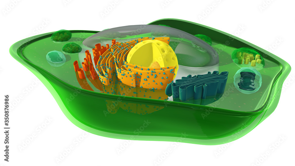 Internal Structure Of A Plant Cell Including The Cross section Of A internal-structure-of-a-plant-cell-including-the-cross-section-of-a