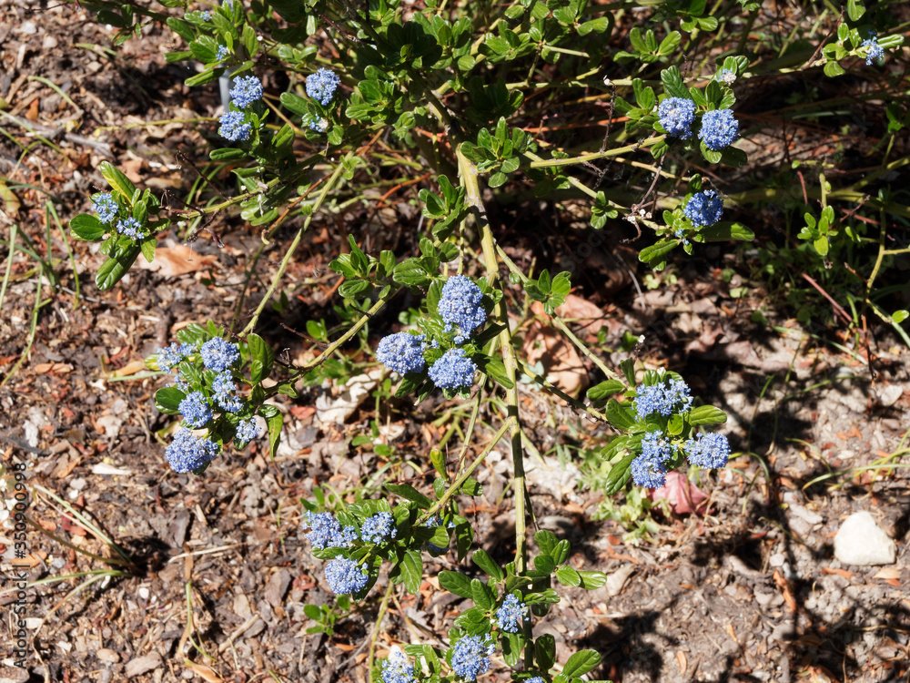 (Ceanothus thyrsiflorus) Céanothes ou lilas de Californie superbe ...