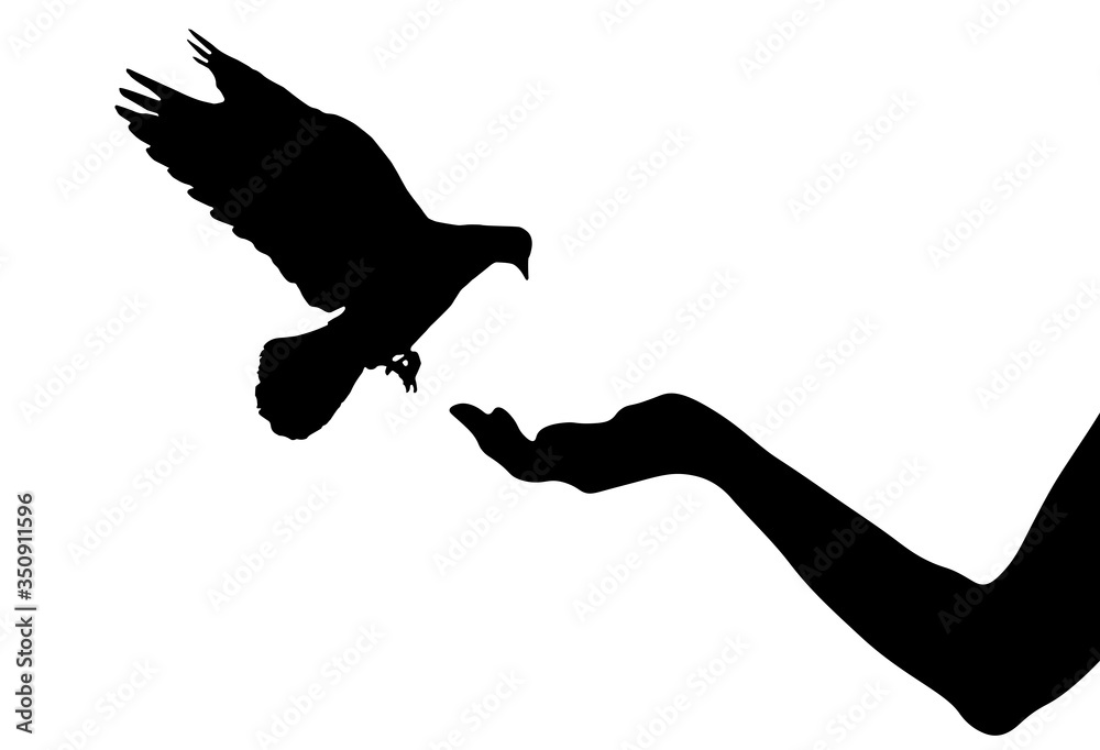 Pigeon bird flies on woman's hand that has food for birds, silhouettes ...