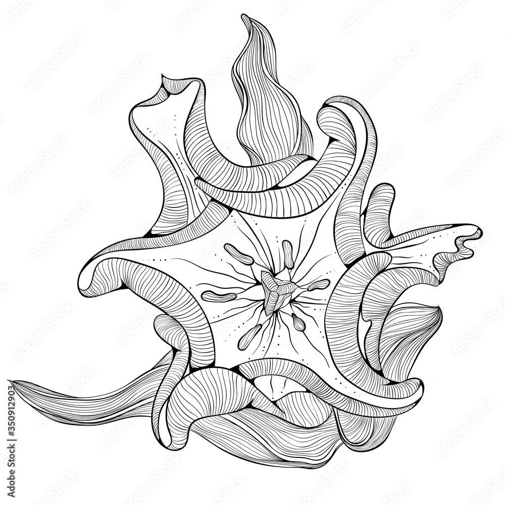Tulip flower top view. Line art isolated on white background. Vector ...