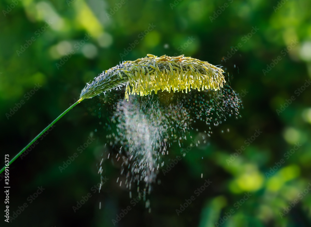 Alopecurus Pratensis Pollen Blowing Off Grass Flying Grasses Pollen Departing Grass Pollen