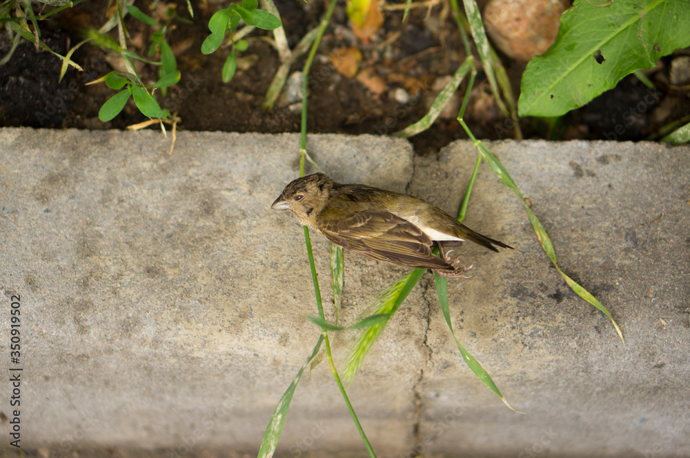 Dead bird sparrow. Death without visible signs of damage. The bird died ...