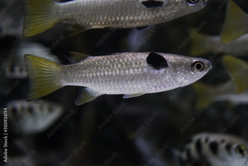 squaretail mullet (ellochelon vaigiensis), a silvery fish with a ...