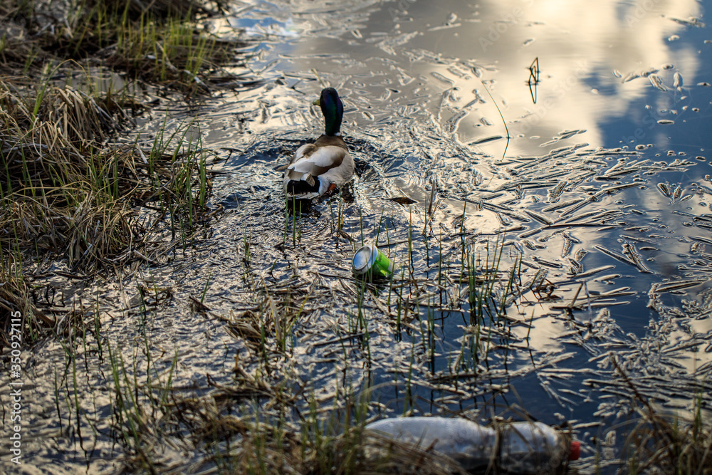 birds in the swamp swim and look for food among garbage and garbage ...