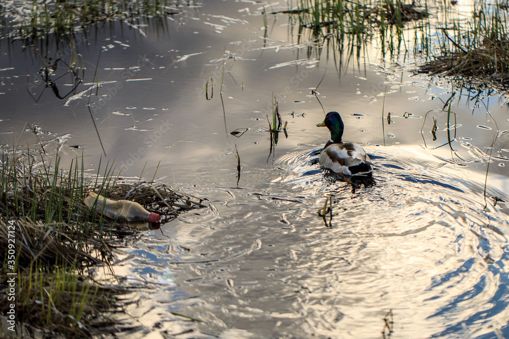 birds in the swamp swim and look for food among garbage and garbage ...