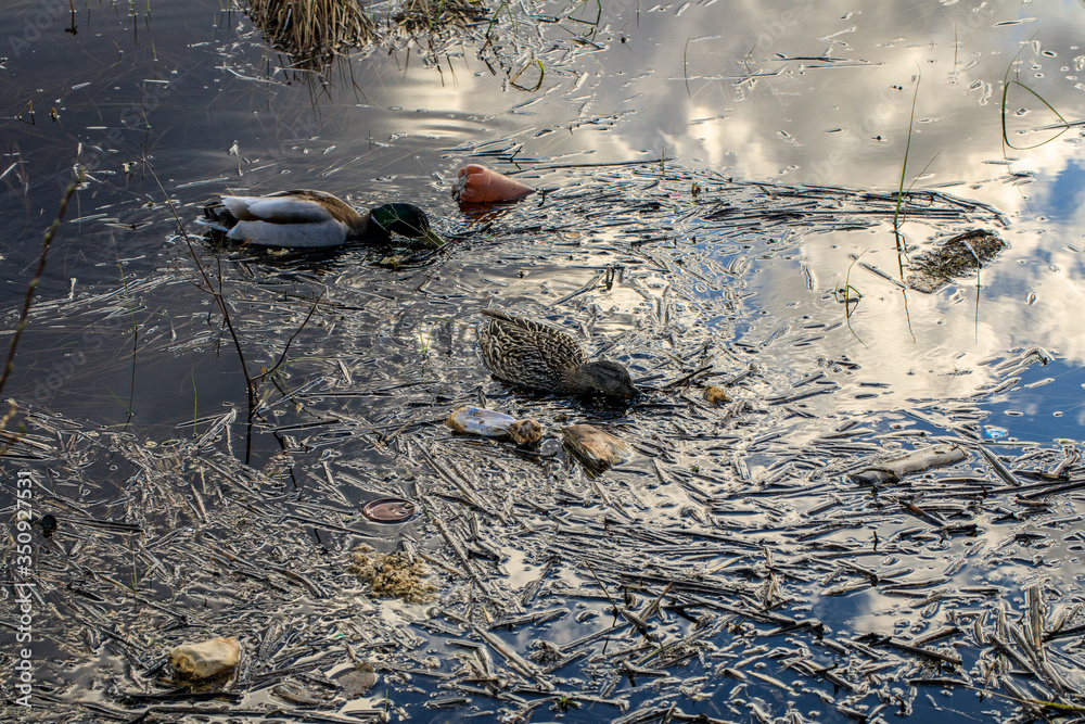 water-filled ducks swim and look for food among garbage and garbage ...