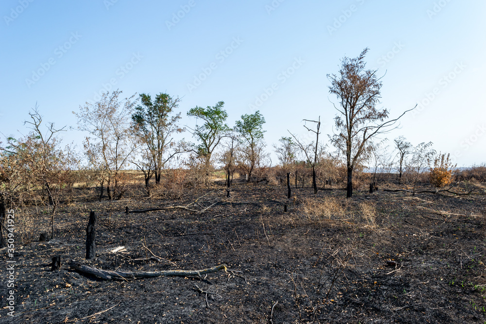 Burned out coastal forest Stock Photo | Adobe Stock