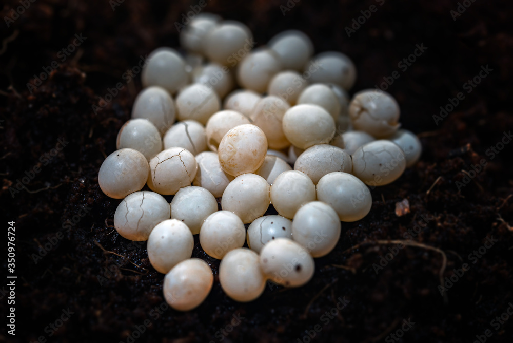 Foto de Achatina snail white eggs, which begin to crack and small ...