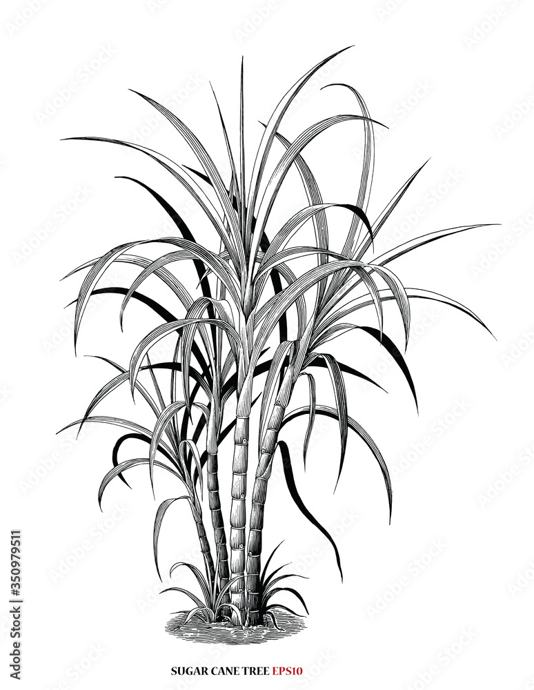 Sugar cane tree botanical illustration vintage engraving style black ...