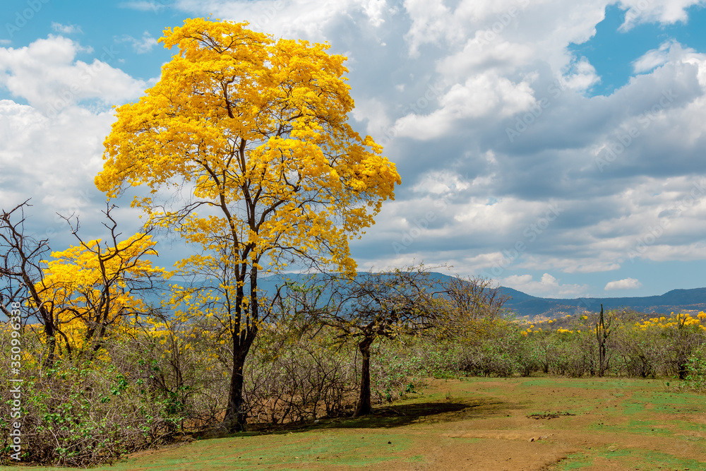 Árbol de Guayacán, Mangahurco, Ecuador Stock Photo | Adobe Stock
