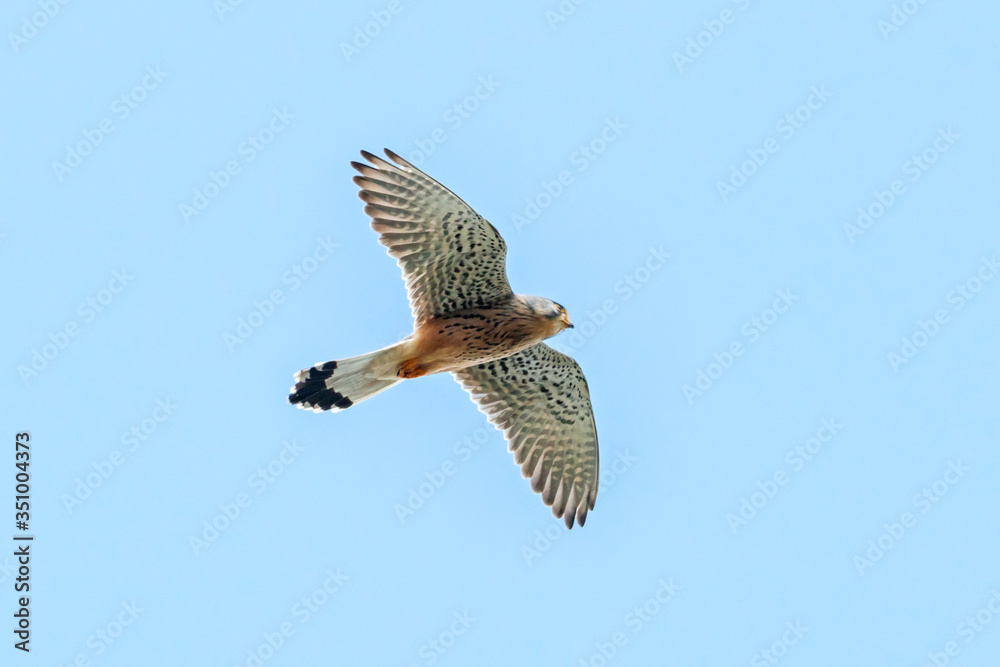 Common kestrel falco tinnunculus male in flight under blue sky. Cute ...
