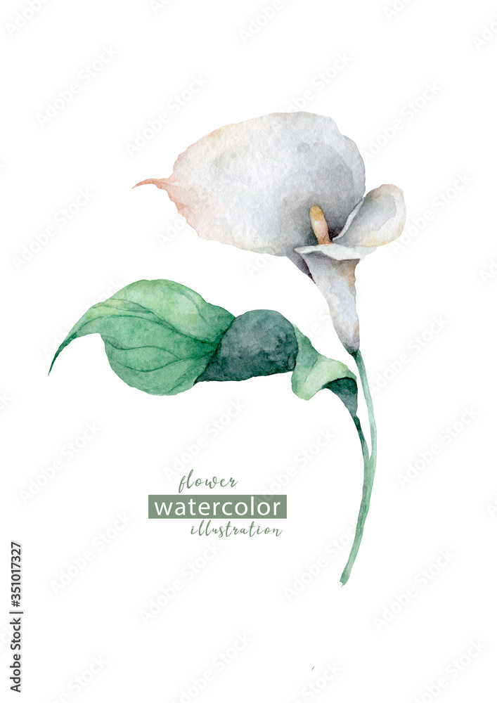 Watercolor calla. Hand drawn Illustration, realistic painting isolated ...