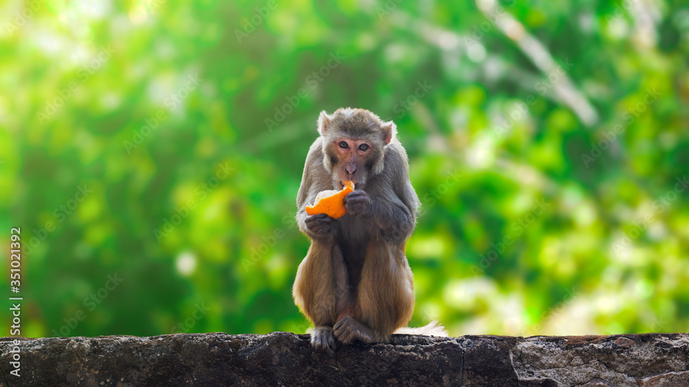 Monkey eating orange fruit and sitting. Stock Photo | Adobe Stock