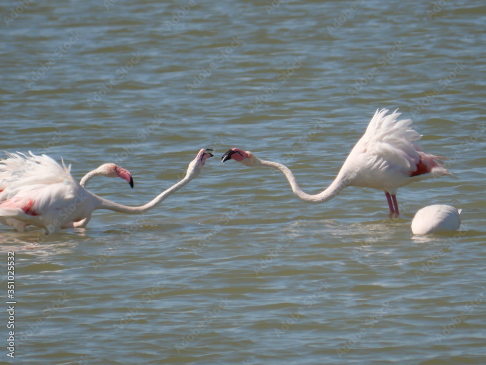 couple of Pink Flamingo fighting with their beaks in the water of the ...