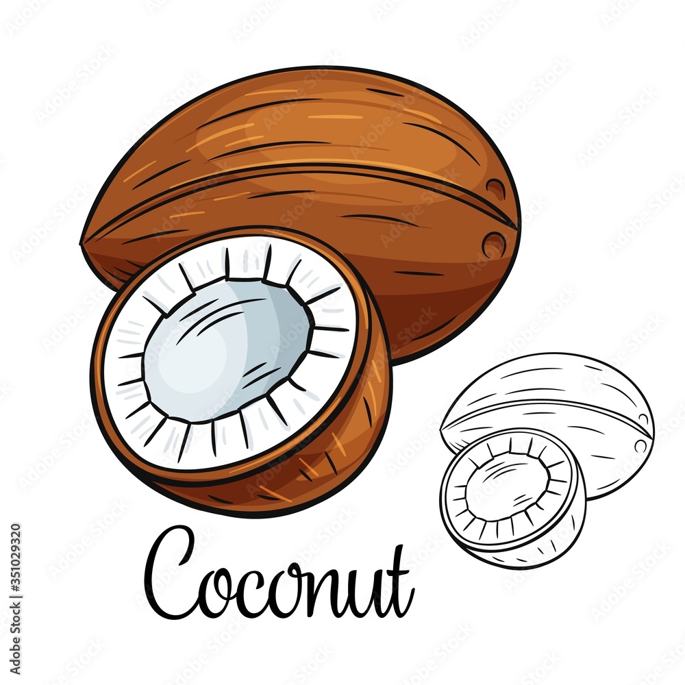 Coconut vector drawing icon Stock Vector | Adobe Stock