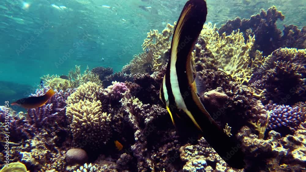 Young big butterfly fish swimming stylish around coral reefs of Red Sea ...