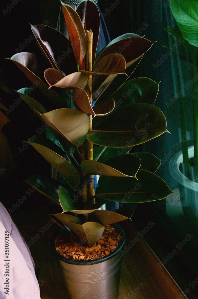 close up of green ficus plant in the bedroom, minimalistic style. Ficus ...