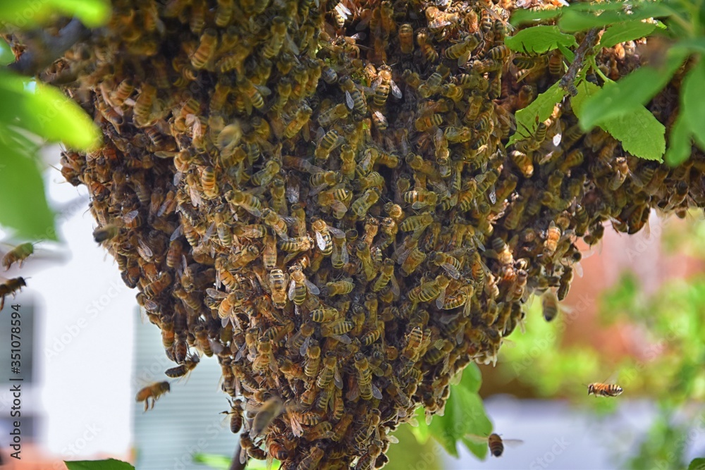 Swarm of Honey Bees, a eusocial flying insect within the genus Apis ...
